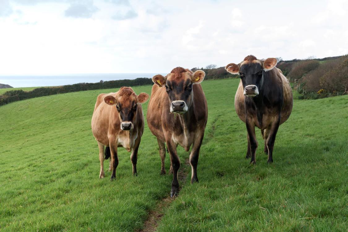 Proper Cornish Milk | Start Up Loans